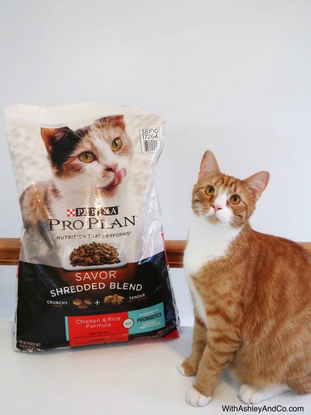 Spring Clean Your Cat's Routine