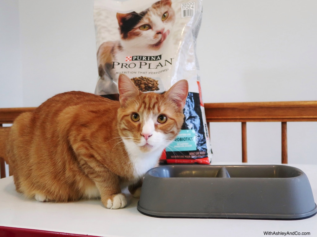 Spring Clean Your Cat's Routine