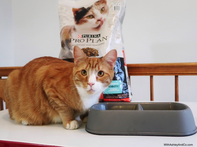 Spring Clean Your Cat's Routine