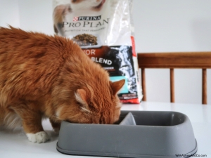 Spring Clean Your Cat's Routine