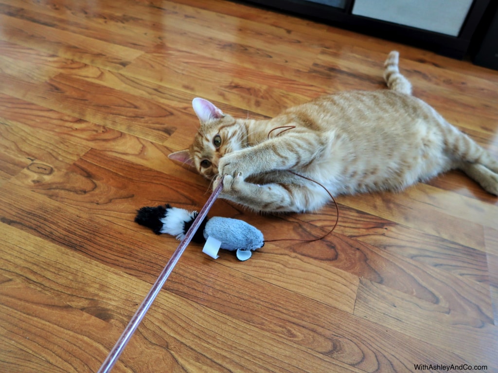 Spring Clean Your Cat's Routine