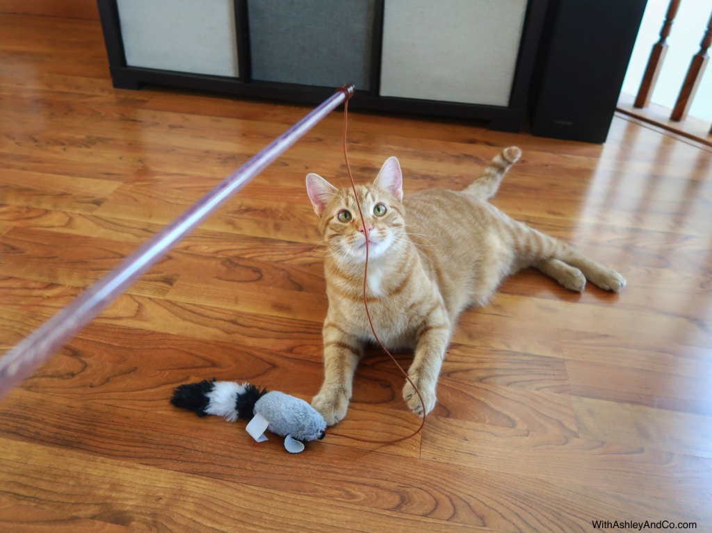 Spring Clean Your Cat's Routine