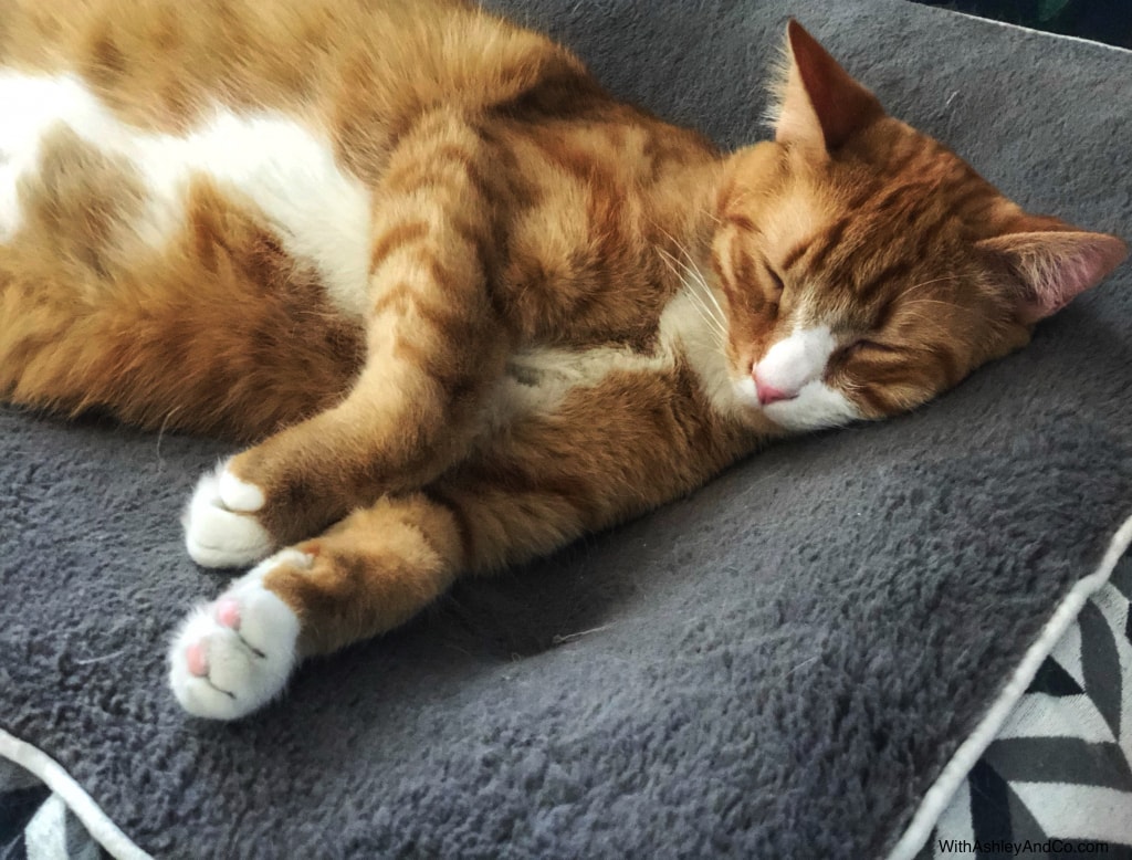 Spring Clean Your Cat's Routine