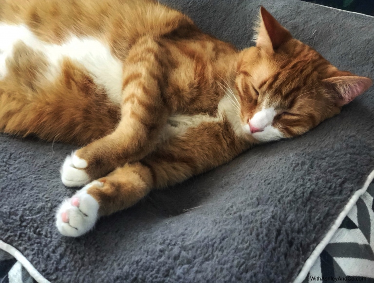 Spring Clean Your Cat's Routine