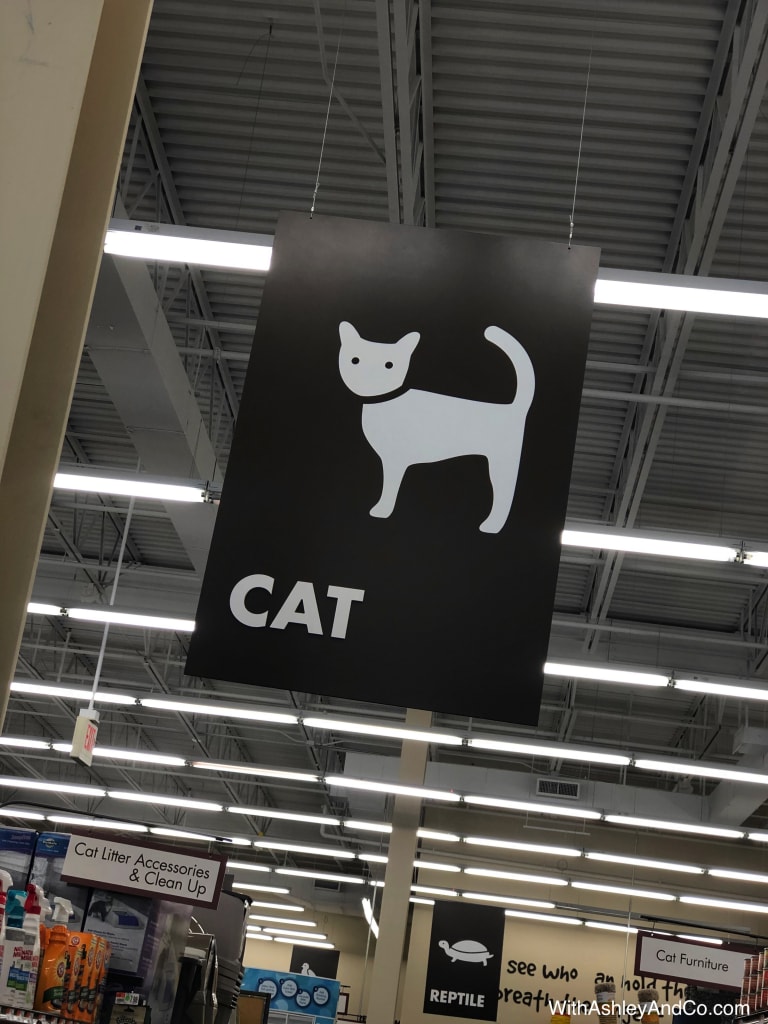 Spring Clean Your Cat's Routine