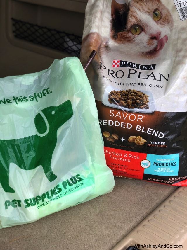 Spring Clean Your Cat's Routine