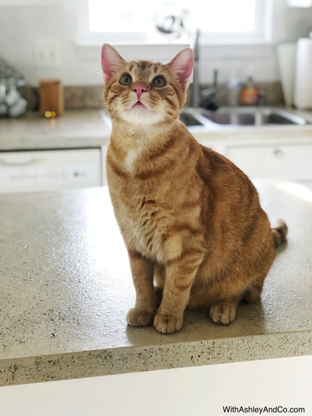 Spring Clean Your Cat's Routine