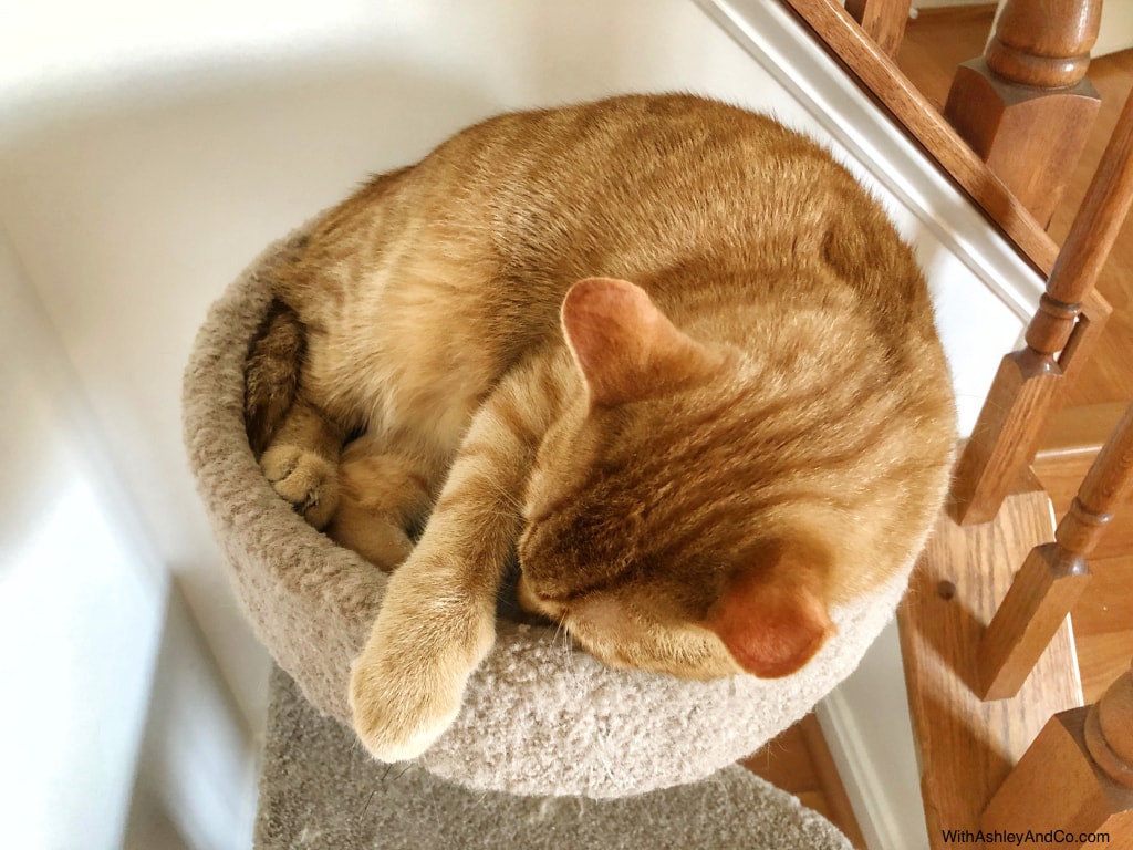 Spring Clean Your Cat's Routine