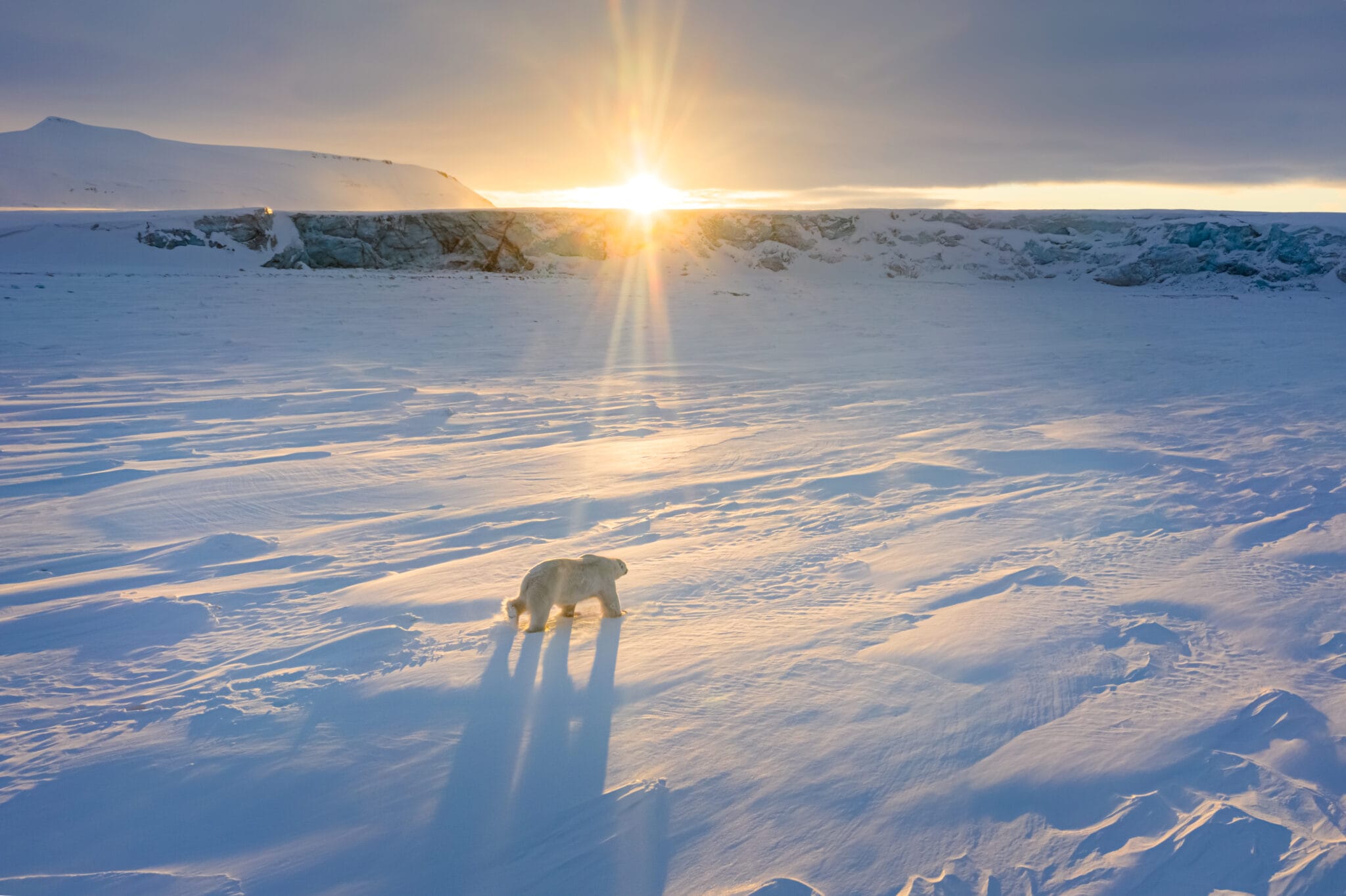 Disneynature Polar Bear Review: A Timely Story About Resiliency & Family