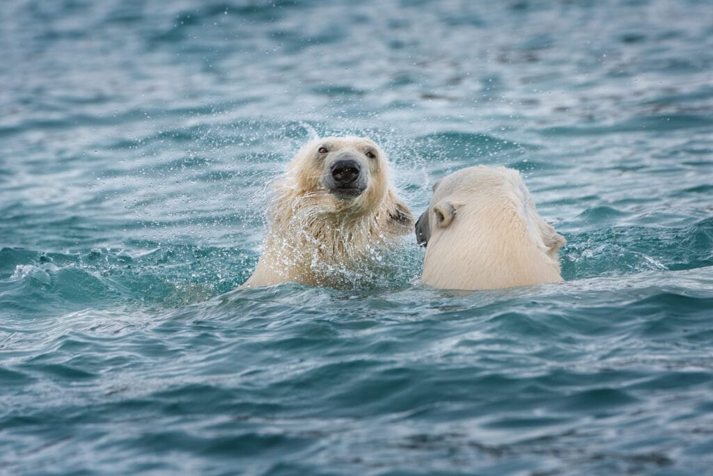 Disneynature Polar Bear Review: A Timely Story About Resiliency & Family