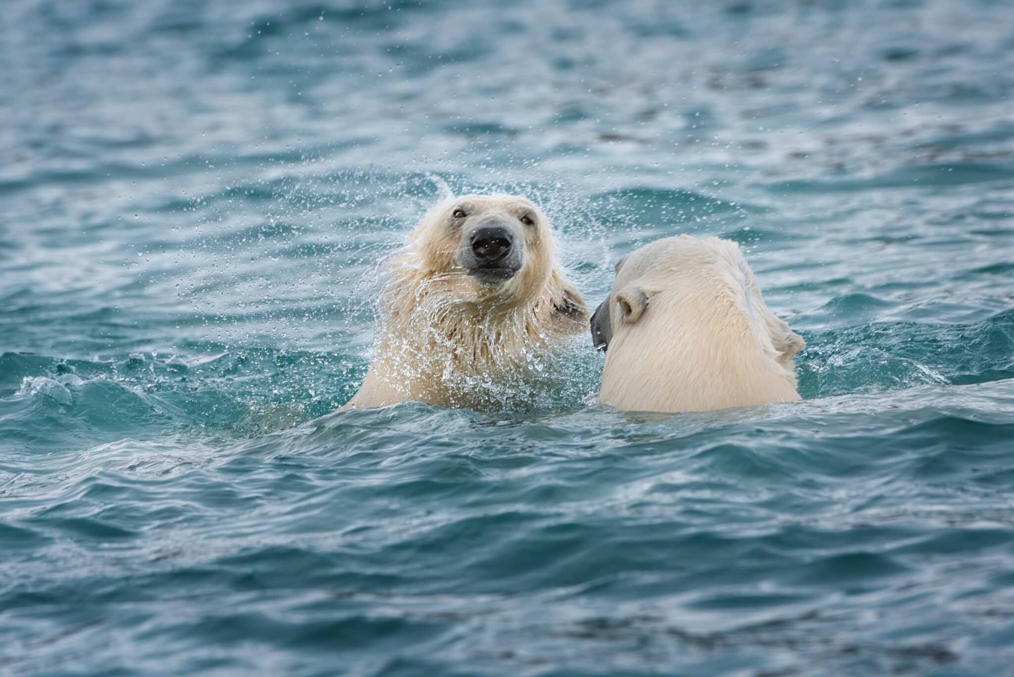 Disneynature Polar Bear Review: A Timely Story About Resiliency & Family